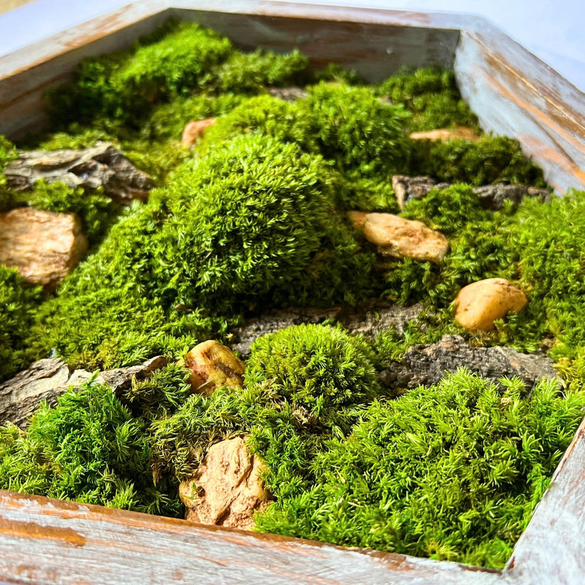 Hive Moss Art Frame by Marvin Conti (Studio Habil) • Likhaan