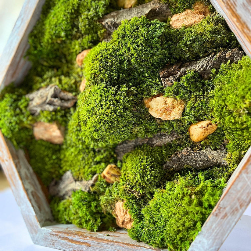 Hive Moss Art Frame by Marvin Conti (Studio Habil) • Likhaan